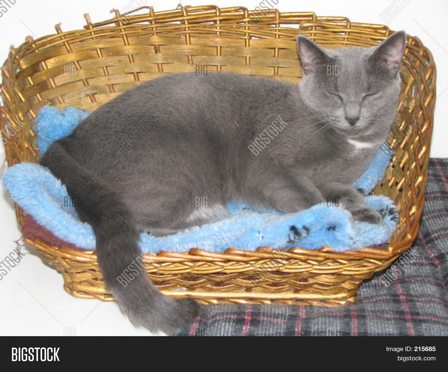 Sleeping Grey Cat Image & Photo (Free Trial) | Bigstock