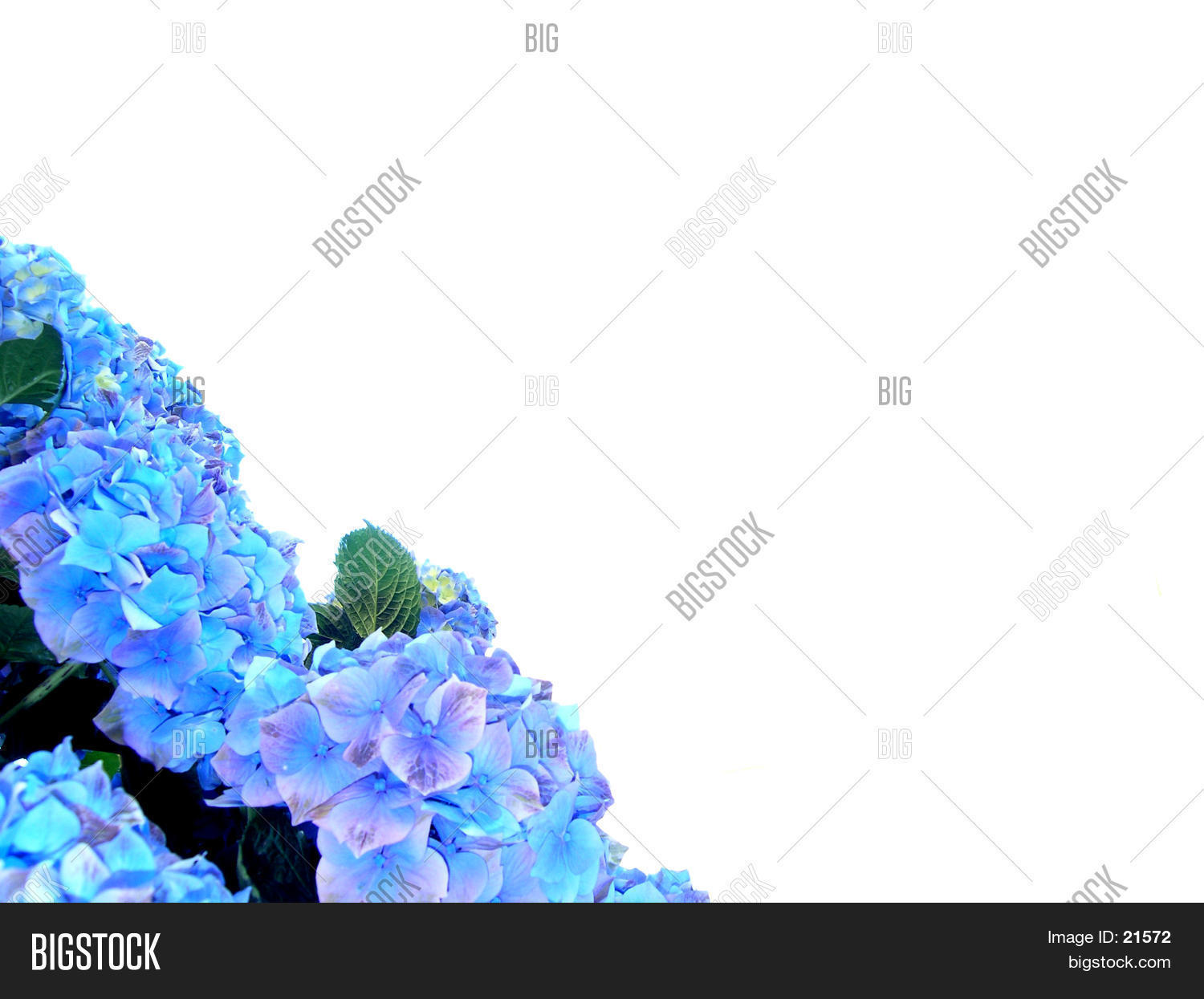 Hydrangea Border Image & Photo (Free Trial) | Bigstock