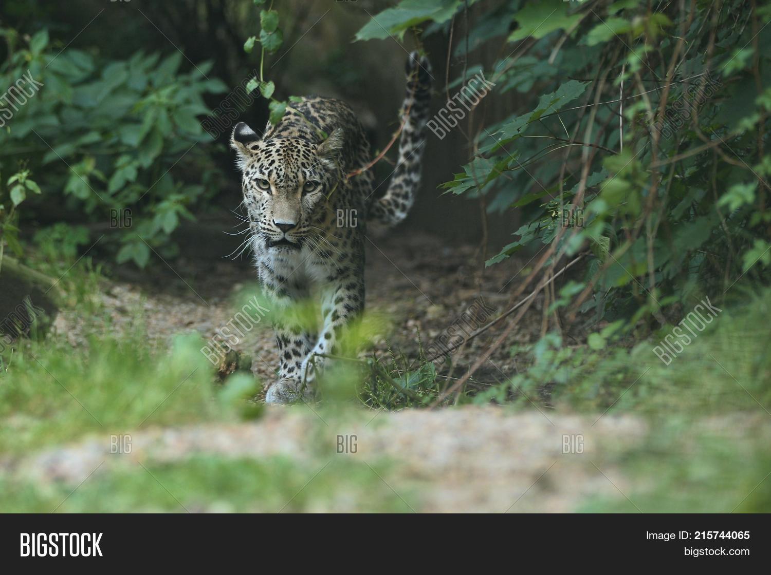 Endangered Amur Image & Photo (Free Trial) | Bigstock