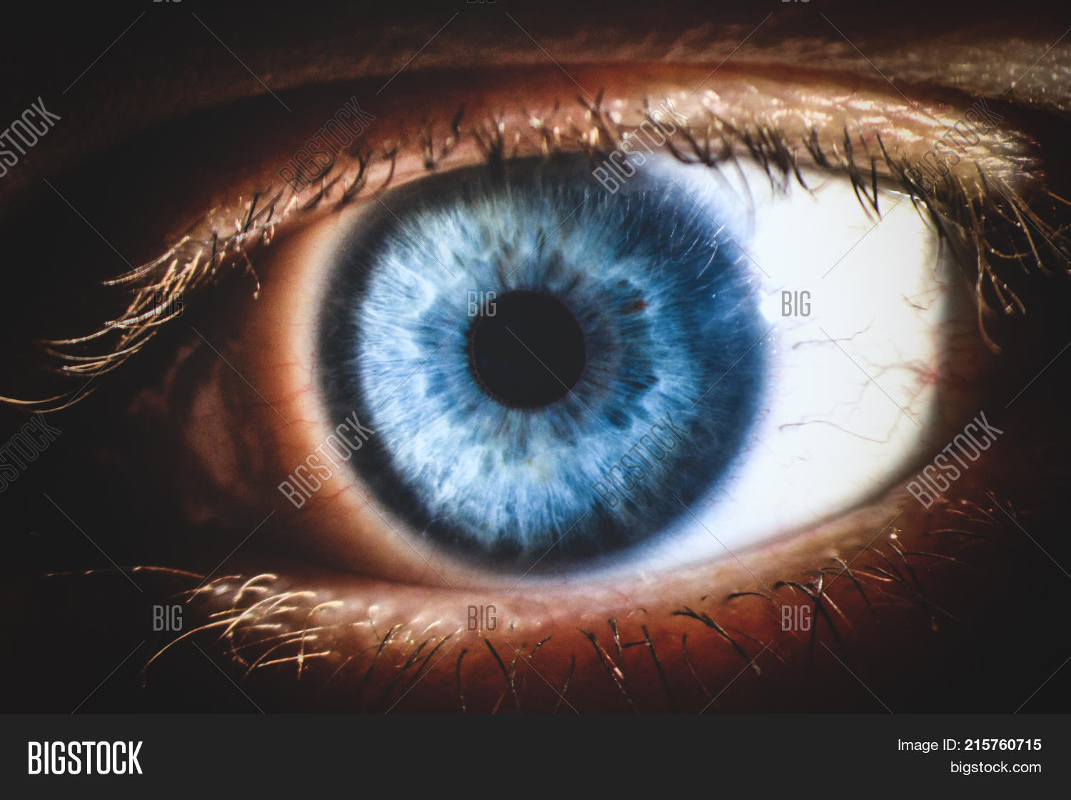 Enlarged Image Eye Image & Photo (Free Trial) | Bigstock