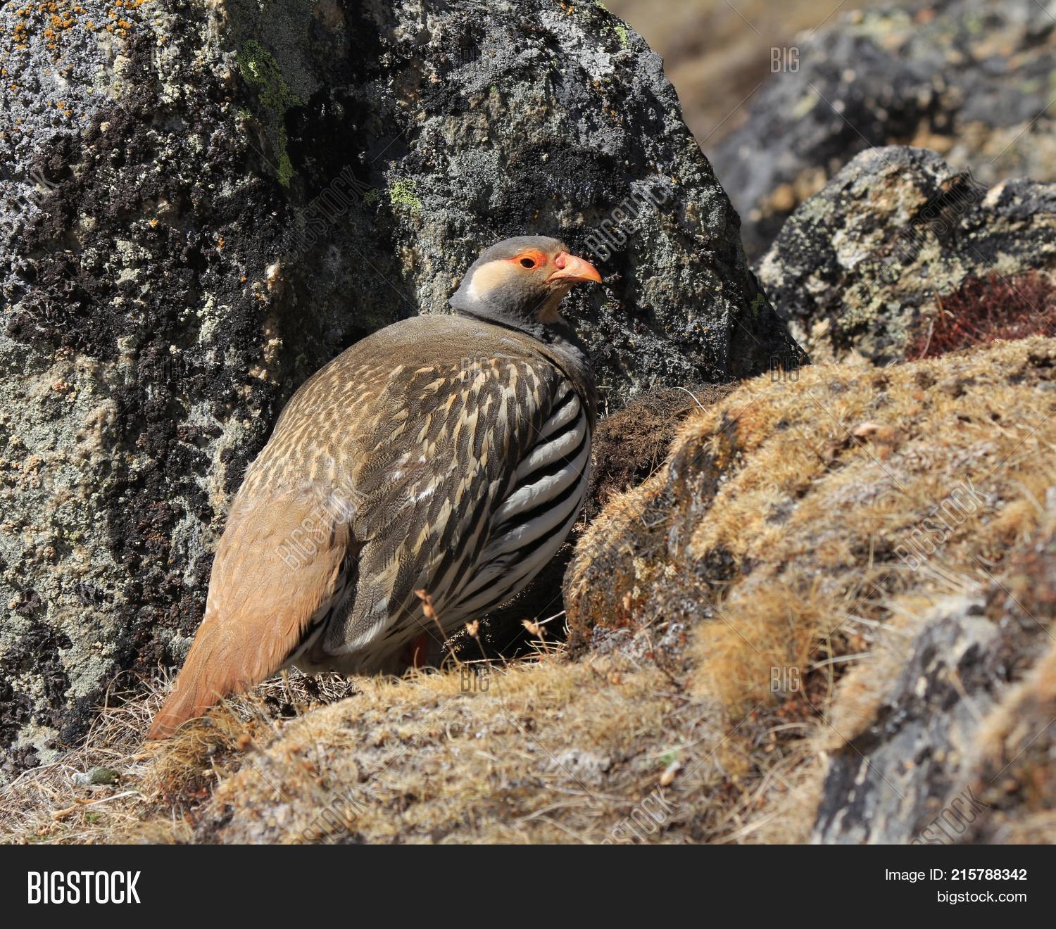 Tibetan Snowcock Bird Image & Photo (Free Trial) | Bigstock