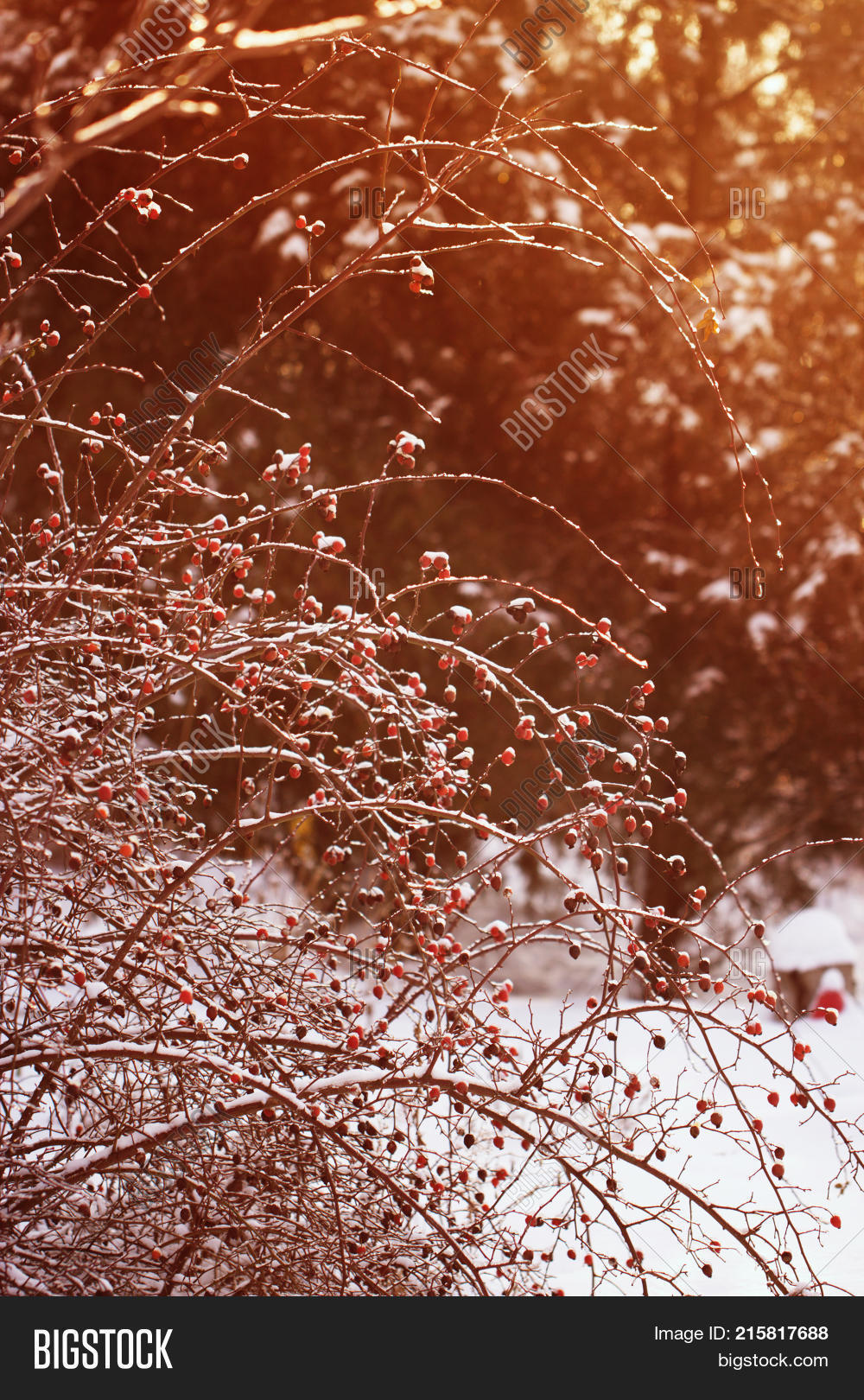 Rose Bush Winter Red Image & Photo (Free Trial) | Bigstock