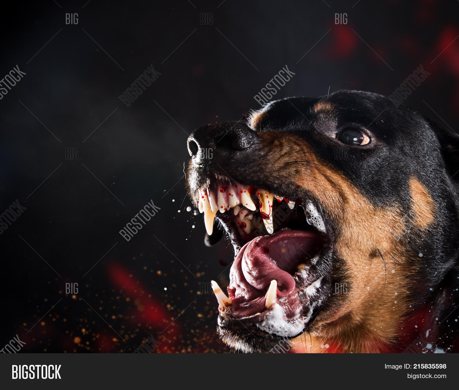 Angry Rottweiler