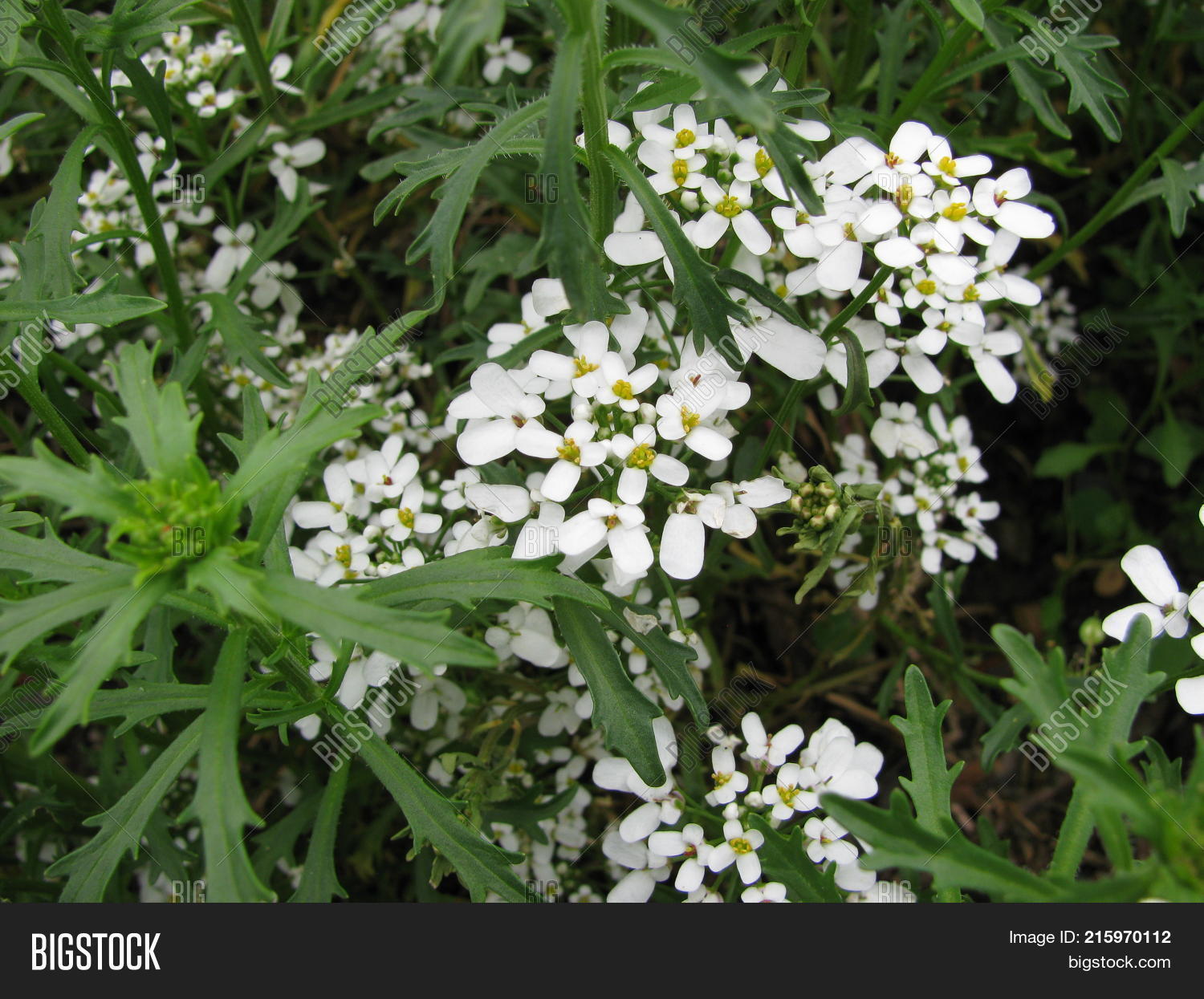 Flowering Iberis Amara Image & Photo (Free Trial) | Bigstock