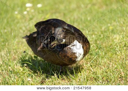 Scratching Duck Image & Photo (Free Trial) | Bigstock