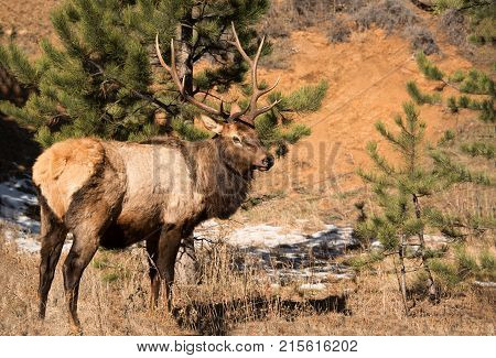 Bull Elk Large Antlers Image & Photo (Free Trial) | Bigstock