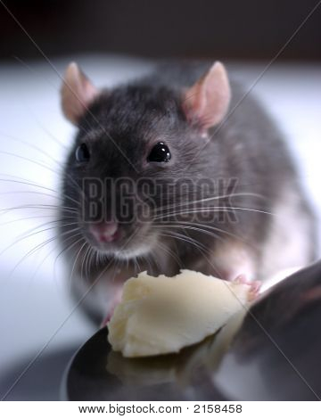 Rat Cheese Image & Photo (Free Trial) | Bigstock