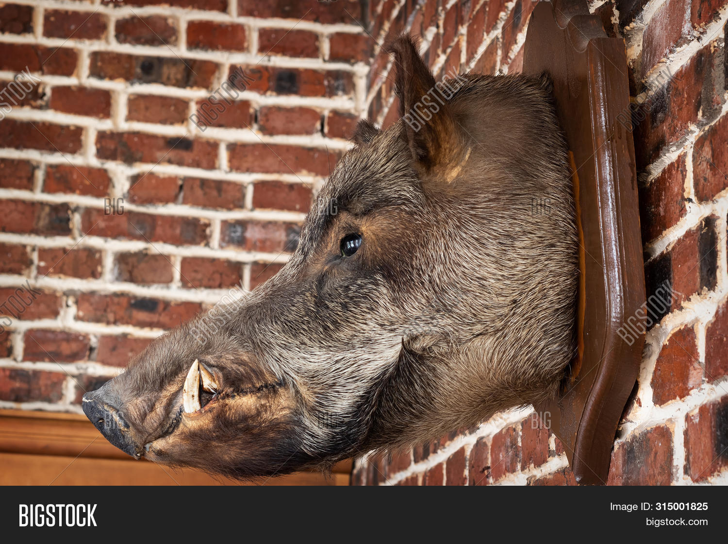 Hunting Trophy. Wild Image & Photo (Free Trial) | Bigstock