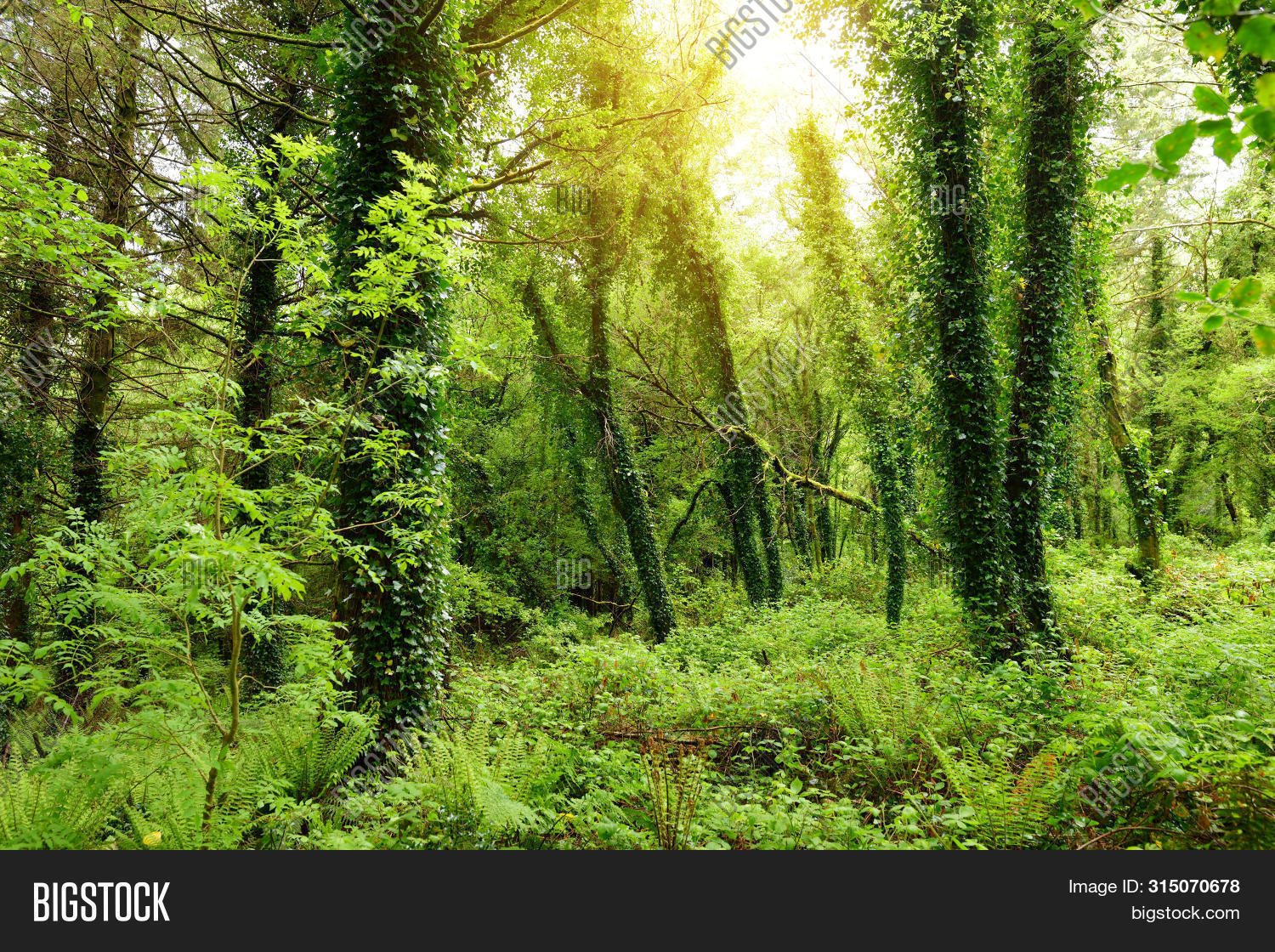 Massive Pine Trees Ivy Image & Photo (Free Trial) | Bigstock