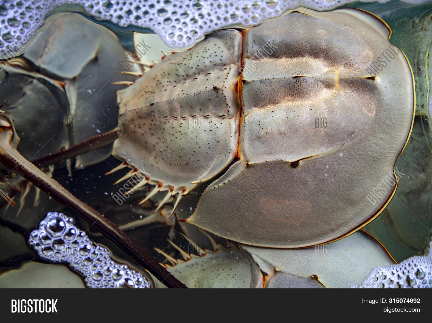 Sea Clam Shell, Image & Photo (Free Trial) | Bigstock