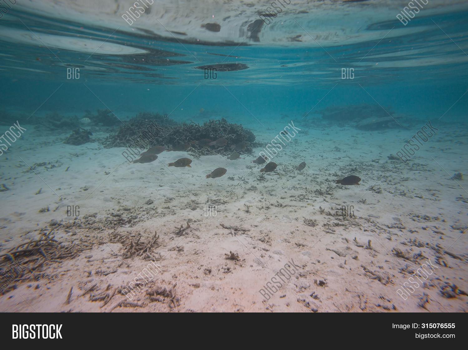 Underwater View Dead Image & Photo (Free Trial) | Bigstock