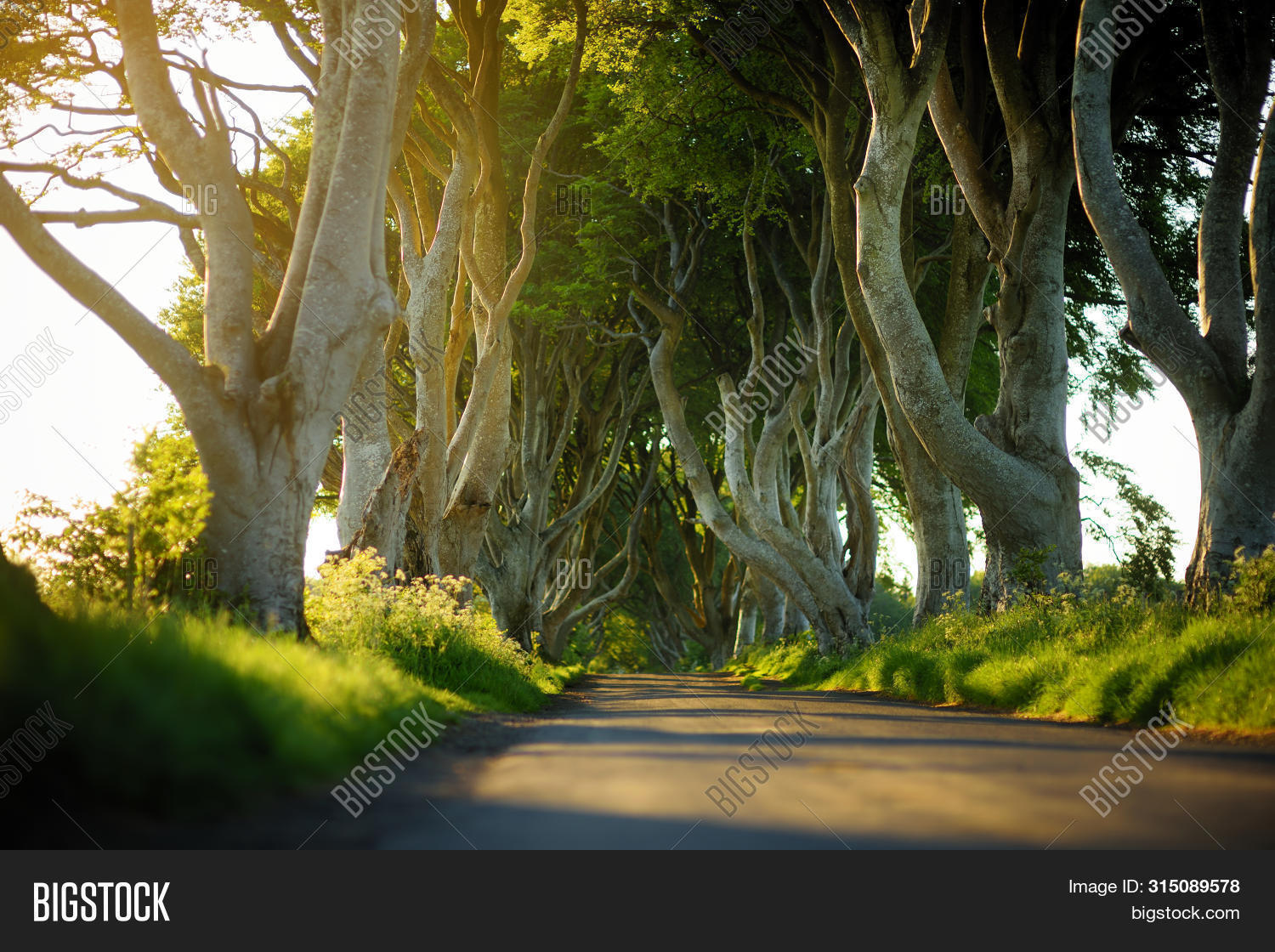 Dark Hedges, Avenue Image & Photo (Free Trial) | Bigstock