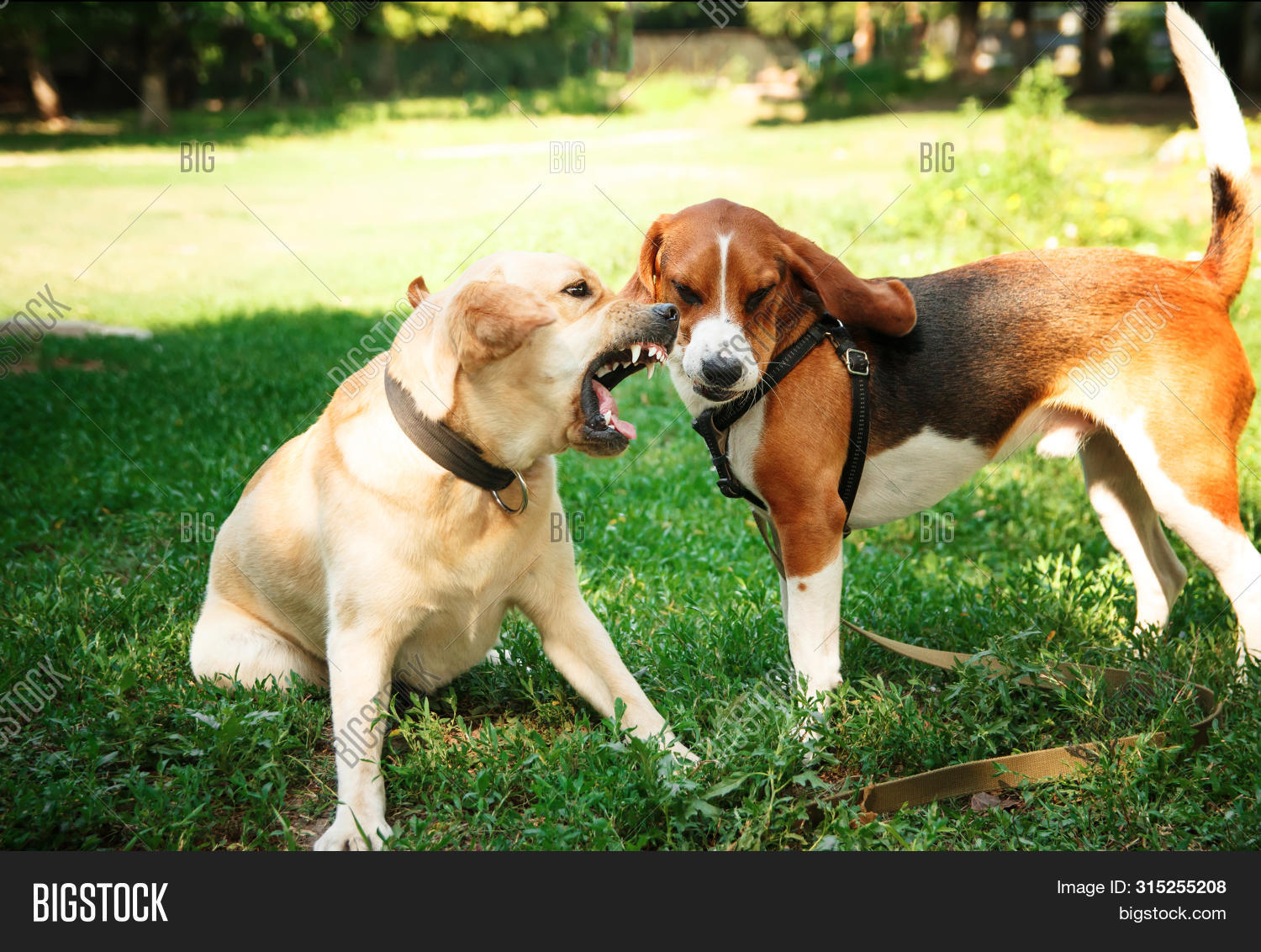 Two Agressive Dogs. Image & Photo (Free Trial) | Bigstock