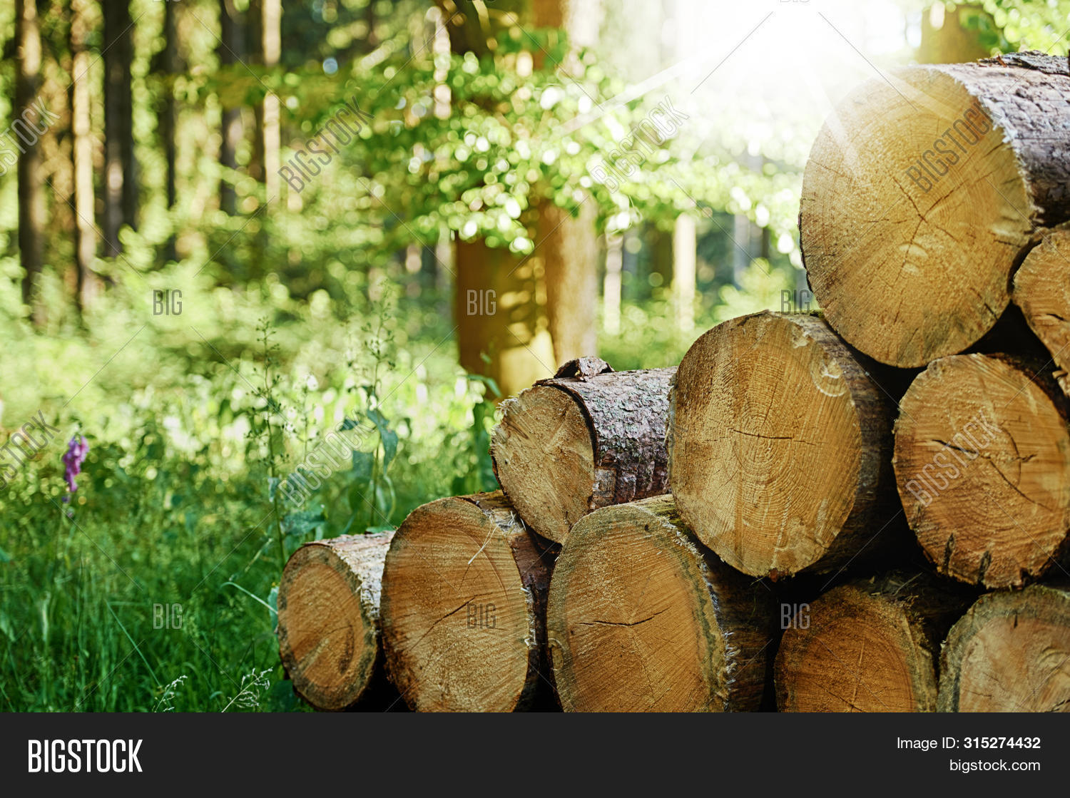 Trunks Trees Cut Image & Photo (Free Trial) | Bigstock