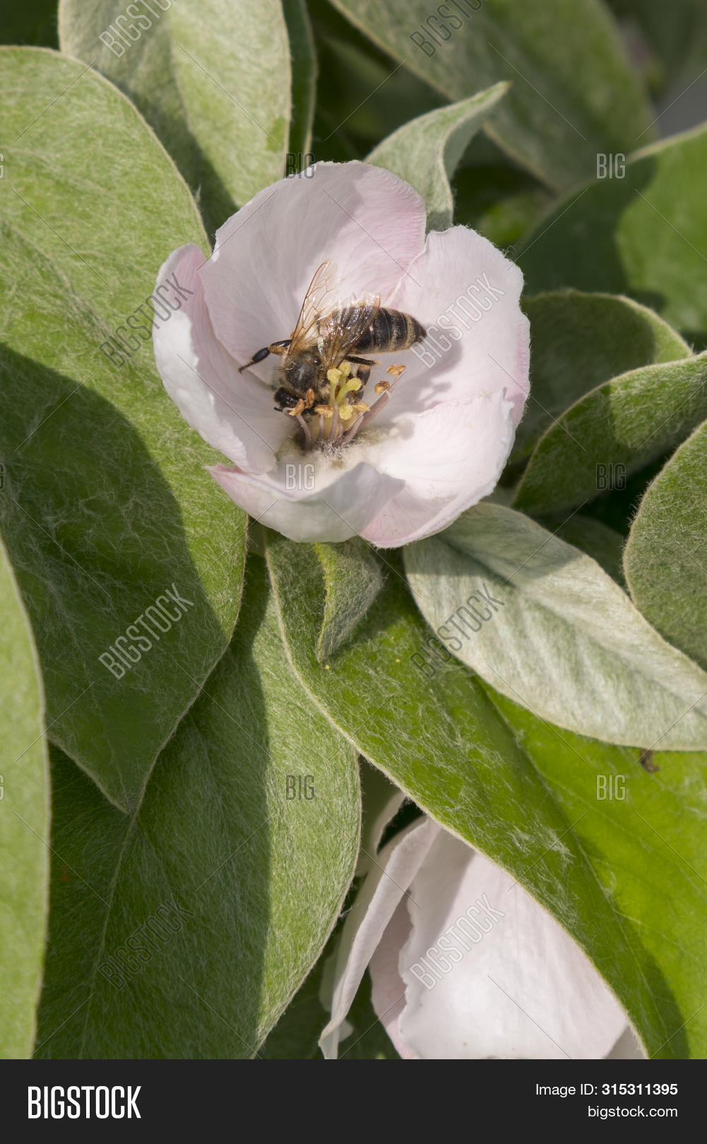 Close Bumble Bee On Image & Photo (Free Trial) | Bigstock