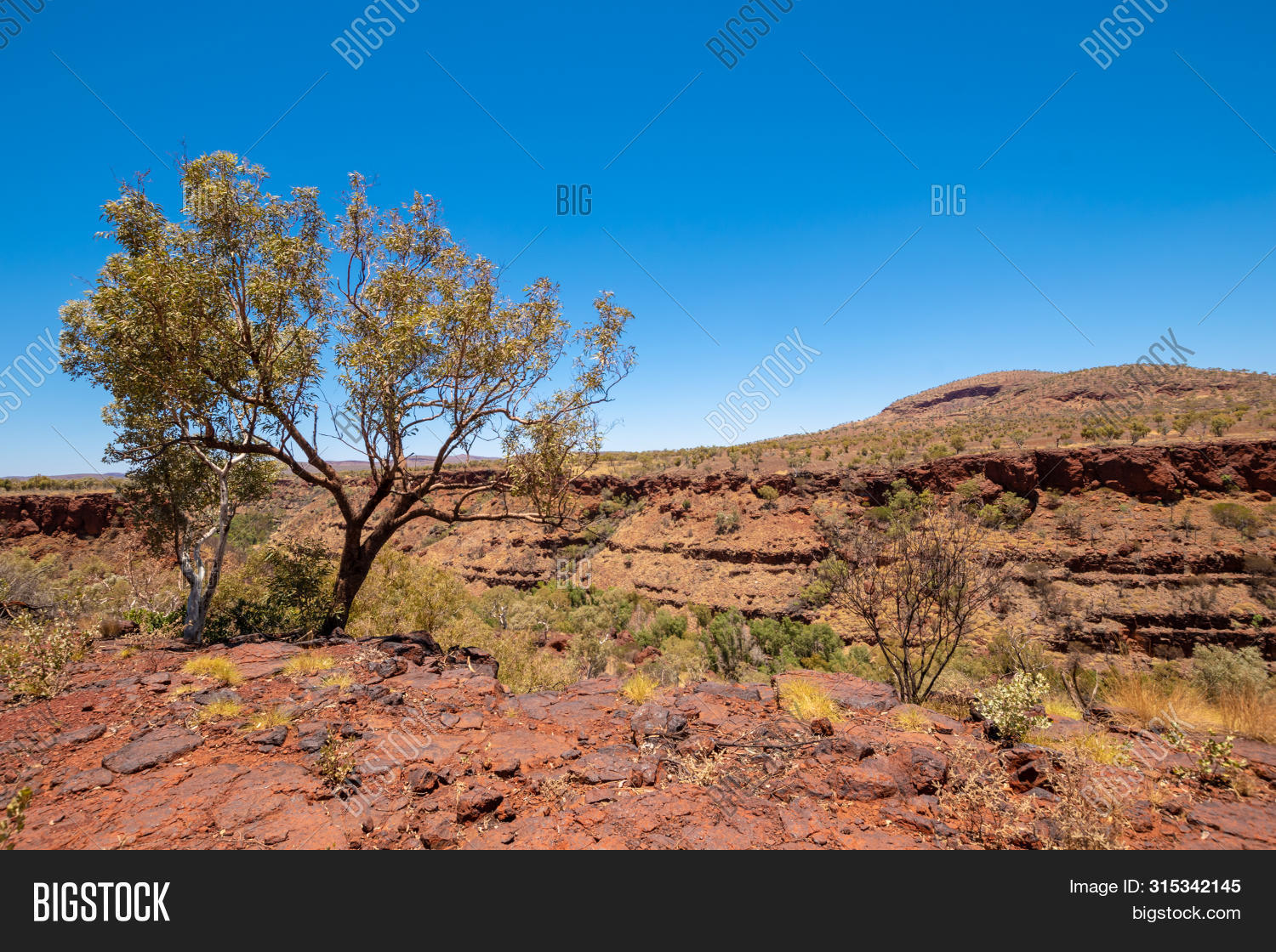 Eucalyptus Tree Dry Image & Photo (Free Trial) | Bigstock