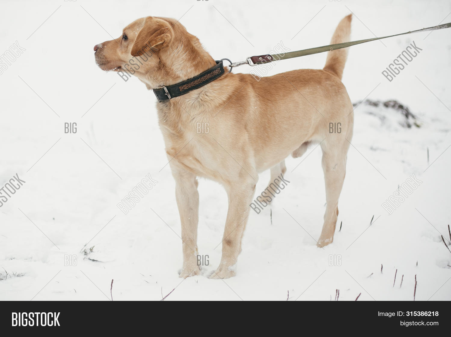 Cute Golden Labrador Image & Photo (Free Trial) | Bigstock