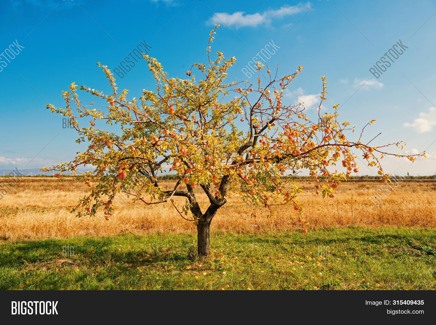 Apple Tree Ripe Fruits Image & Photo (Free Trial) | Bigstock