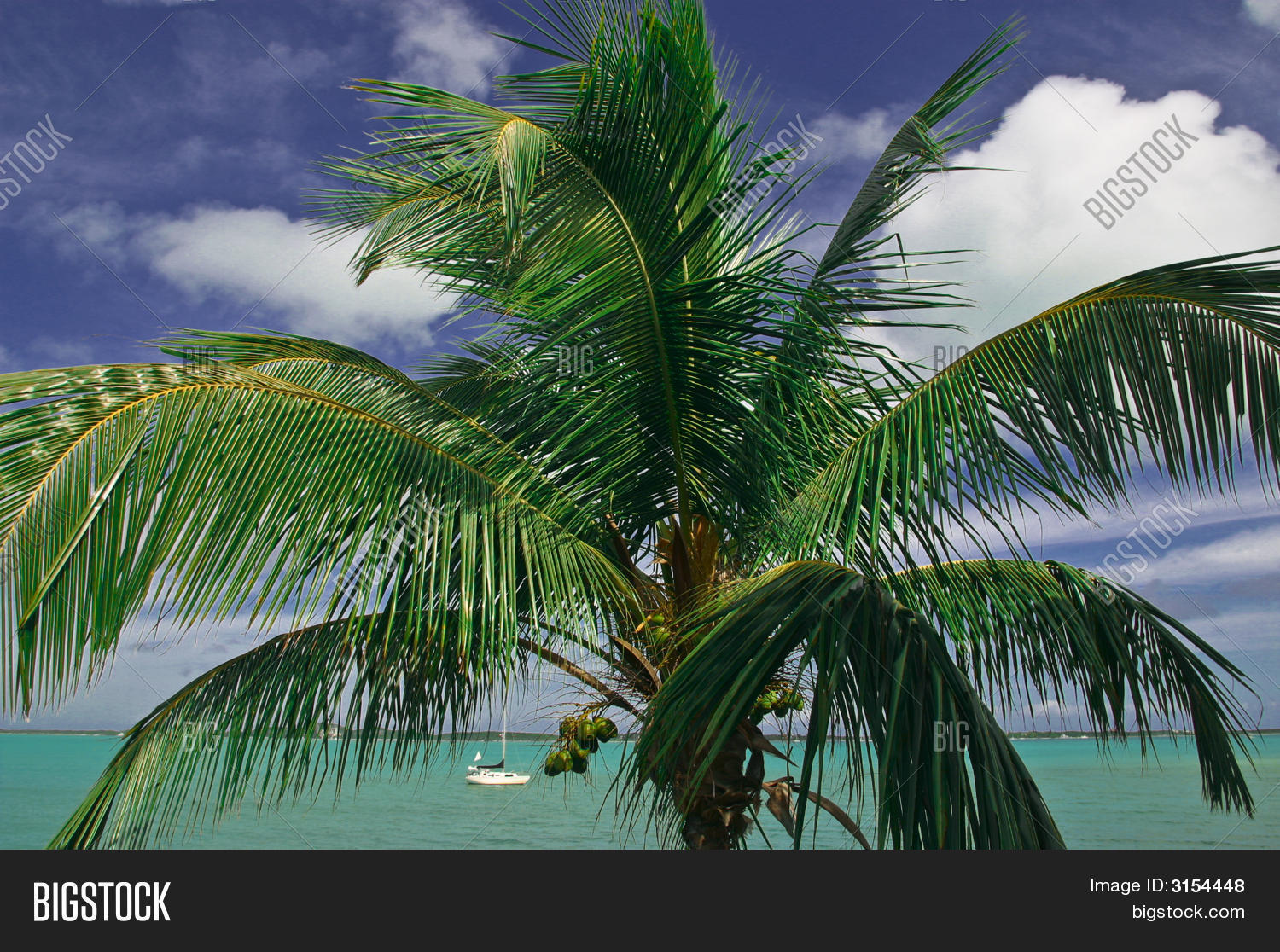 Palm Tree Paradise Image & Photo (Free Trial) | Bigstock