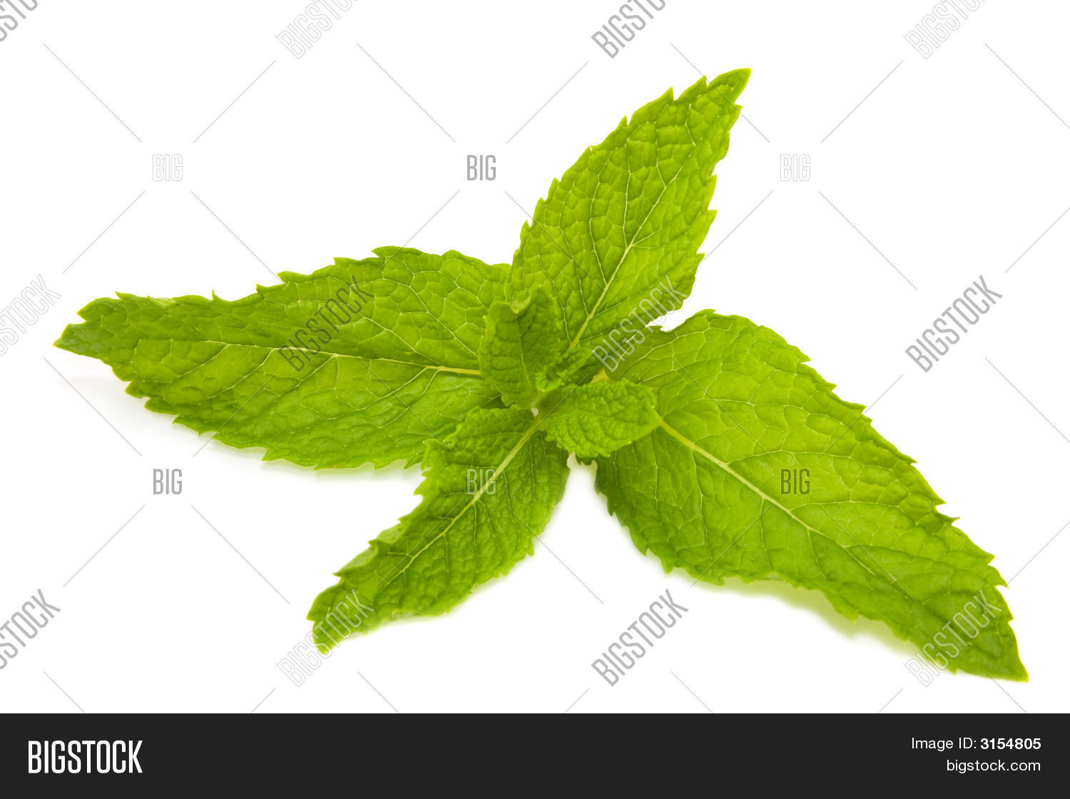Fresh Mint Leaves Image & Photo (Free Trial) | Bigstock