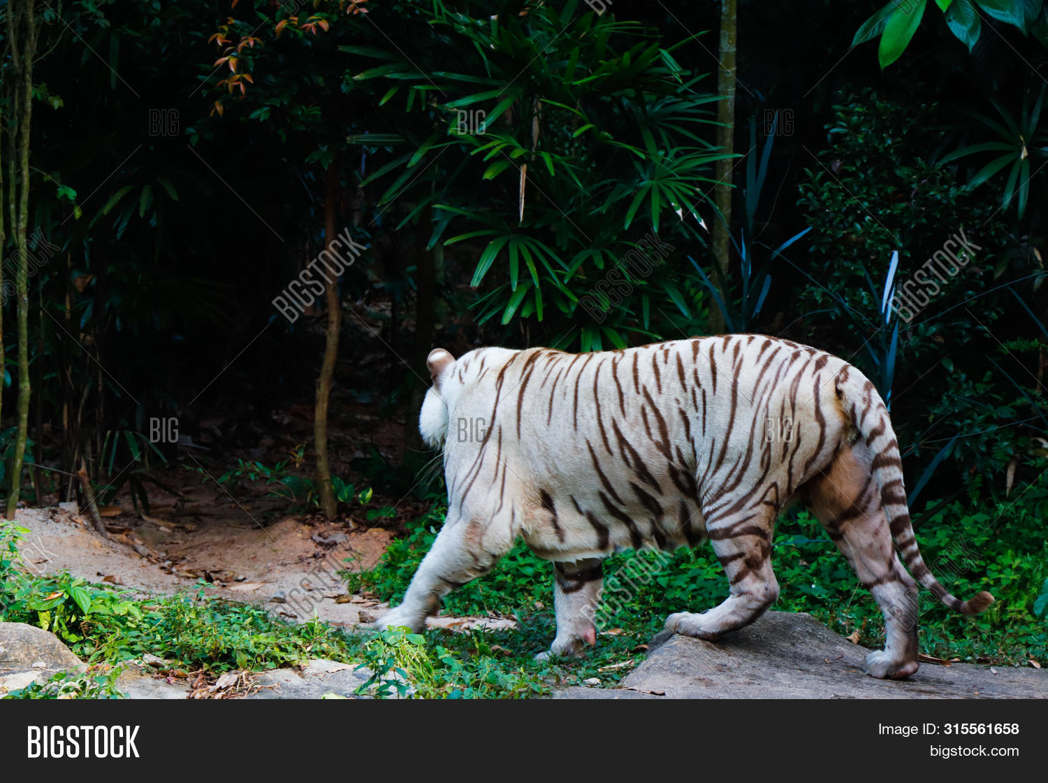Rare White Tiger Image & Photo (Free Trial) | Bigstock