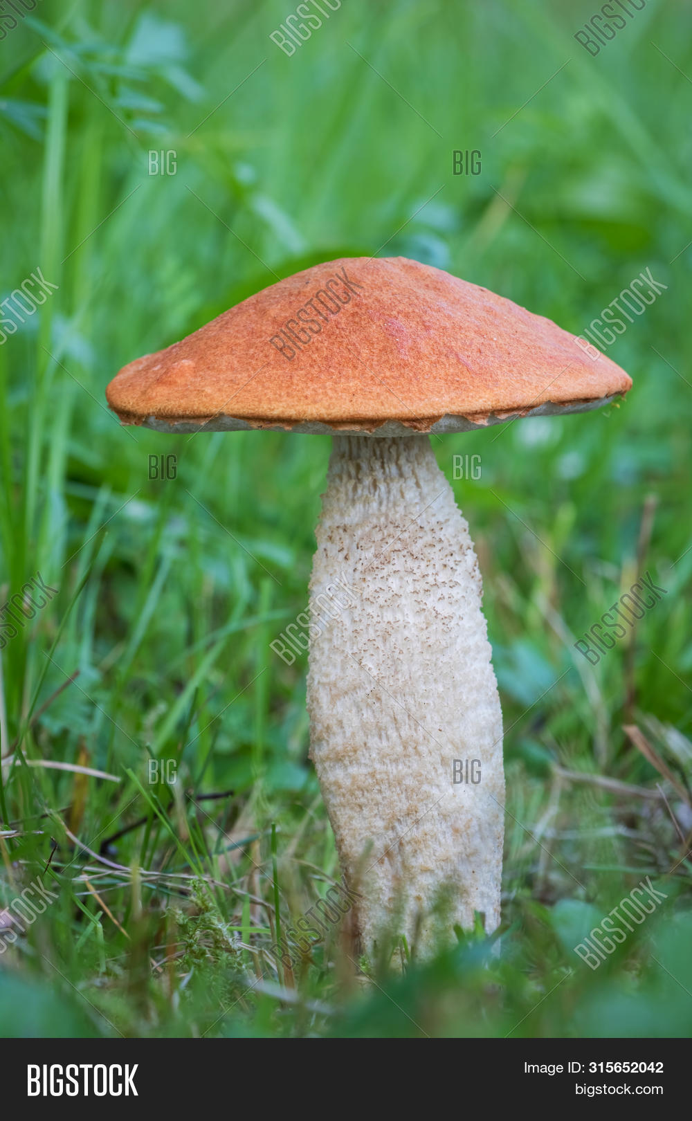 Amazing Edible Image & Photo (Free Trial) | Bigstock