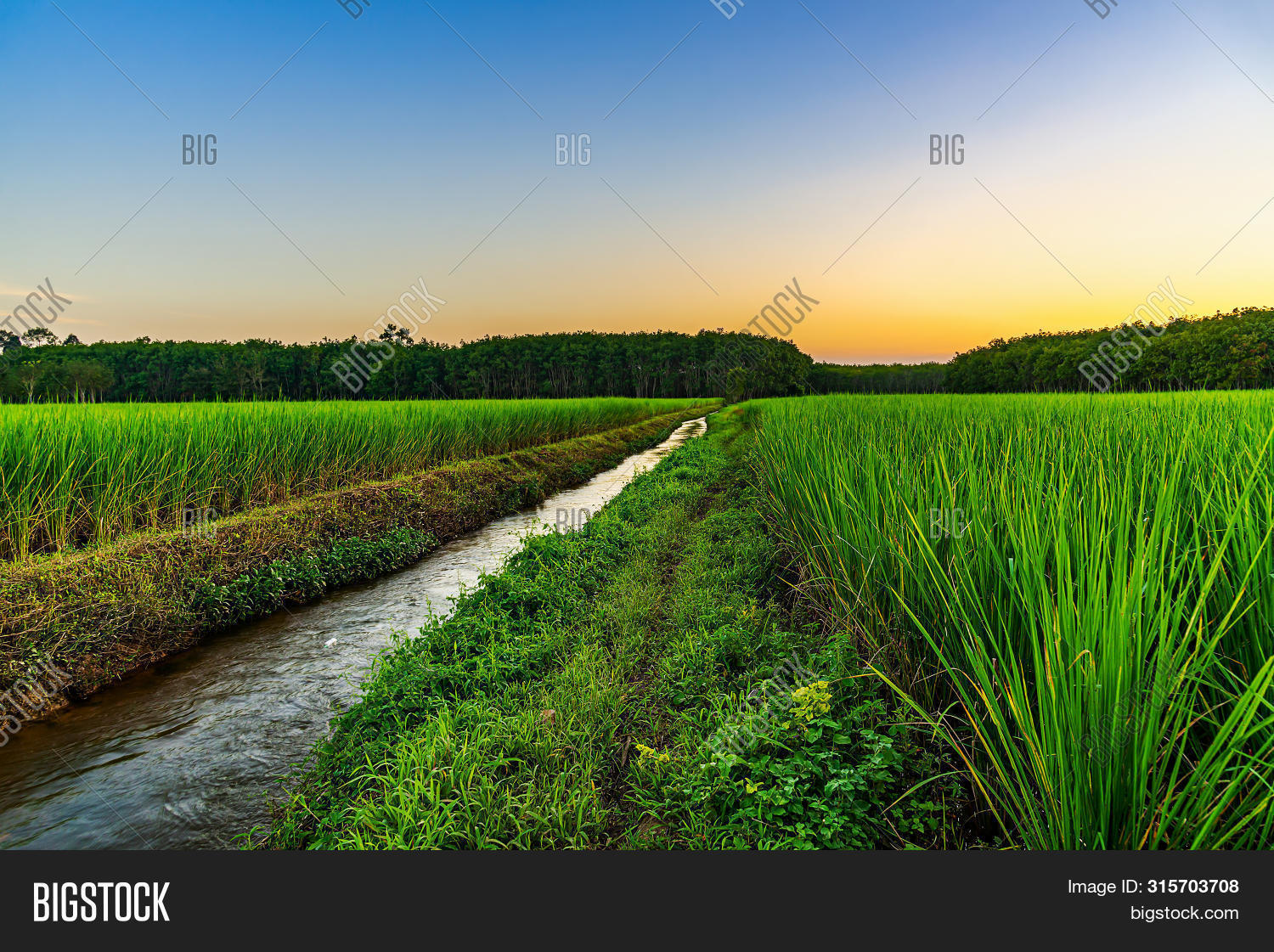 Rice Field Sunrise Image & Photo (Free Trial) | Bigstock