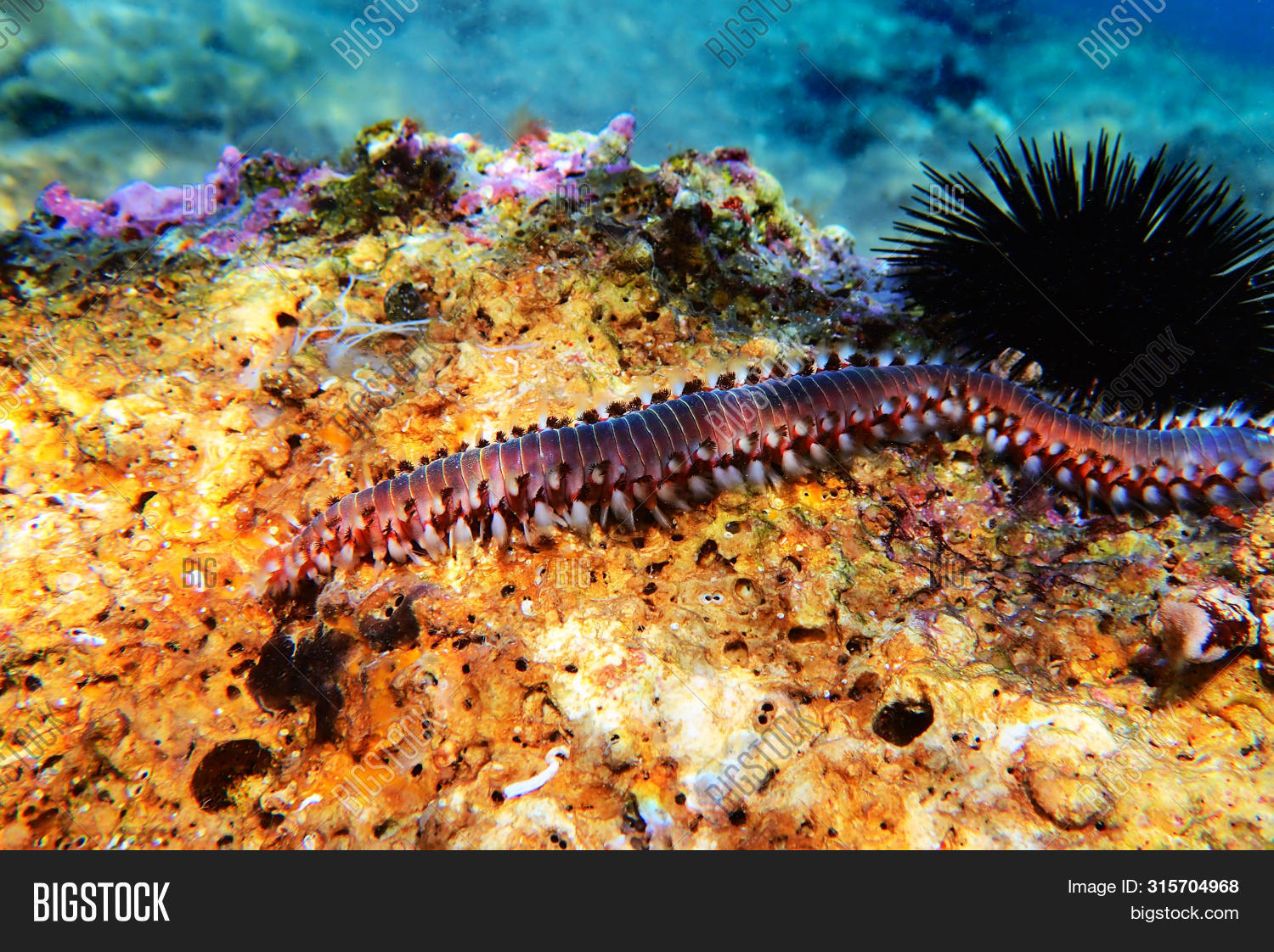 Red Mediterranean Fire Image & Photo (Free Trial) | Bigstock