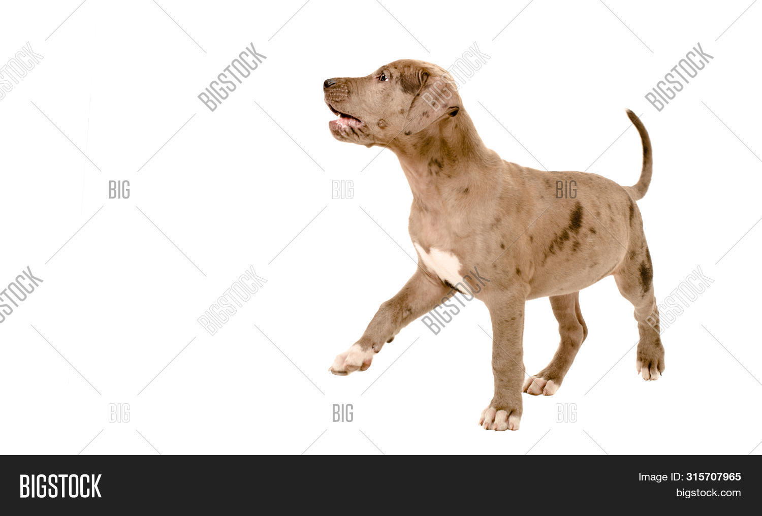 Playful Pit Bull Puppy Image & Photo (Free Trial) | Bigstock