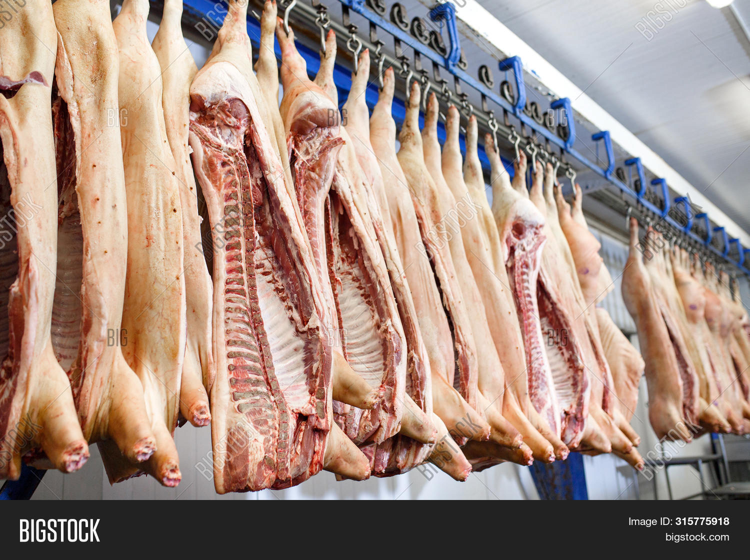 Pig Carcasses Cut Half Image & Photo (Free Trial) | Bigstock