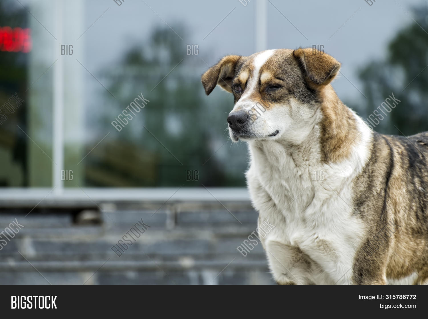 Dog Bitten By Bee Eye Image & Photo (Free Trial) | Bigstock