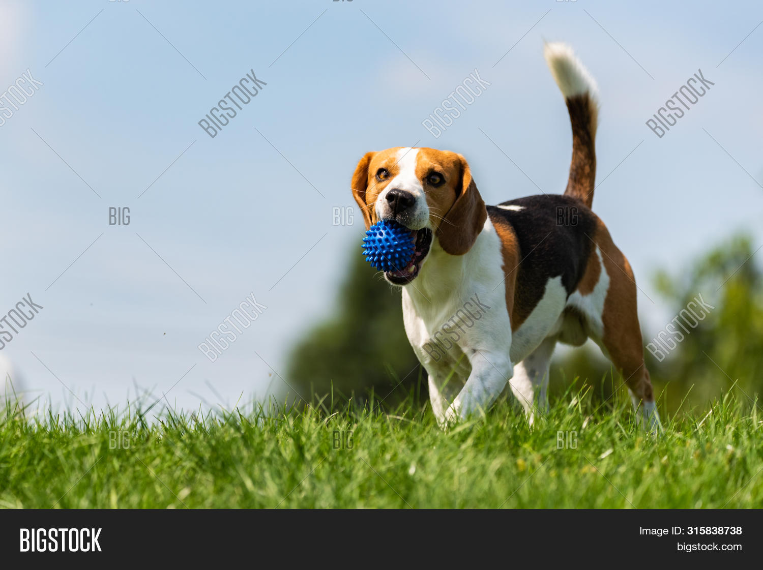Beagle Dog Runs Image & Photo (Free Trial) | Bigstock