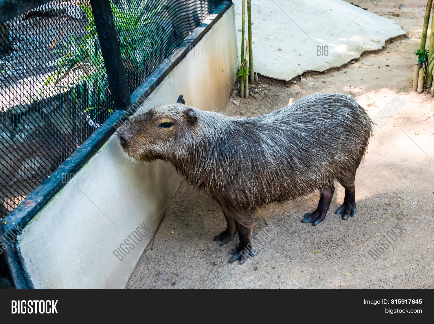 Capybara. Capybara Image & Photo (Free Trial) | Bigstock