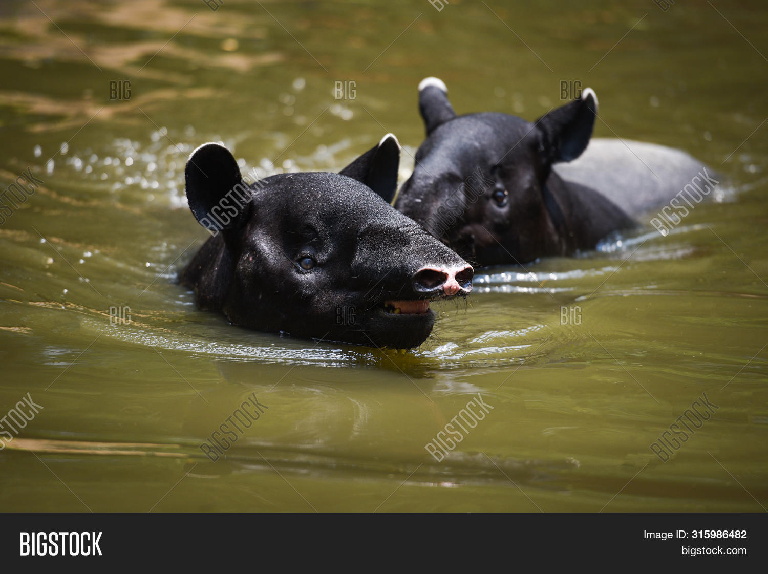 Tapir Swimming On Image & Photo (Free Trial) | Bigstock