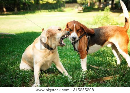 Two Agressive Dogs. Image & Photo (Free Trial) | Bigstock