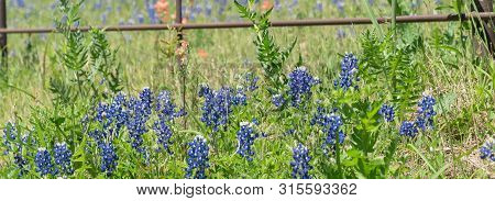 Bluebonnet Images, Illustrations & Vectors (Free) - Bigstock