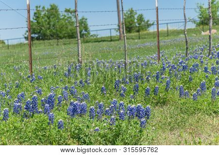 Bluebonnet Images, Illustrations & Vectors (Free) - Bigstock