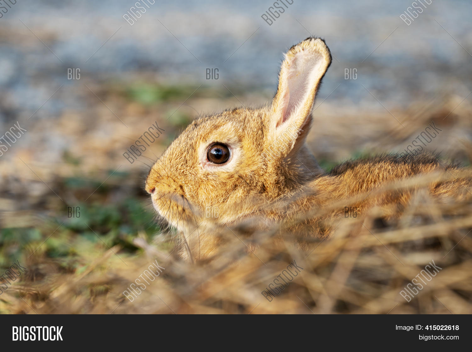 Fluffy Brown Bunny Image & Photo (Free Trial) | Bigstock