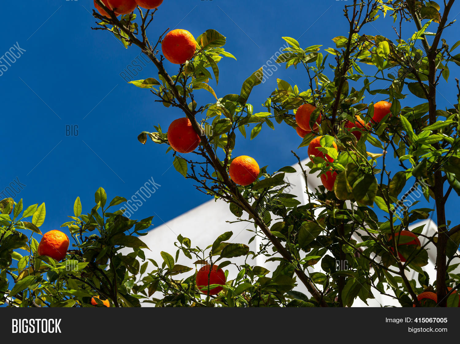 Citrus Orange Tree Image & Photo (Free Trial) | Bigstock