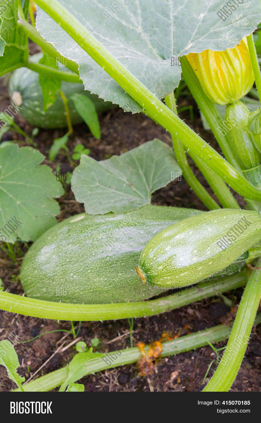 Green Natural Zucchini Image & Photo (Free Trial) | Bigstock