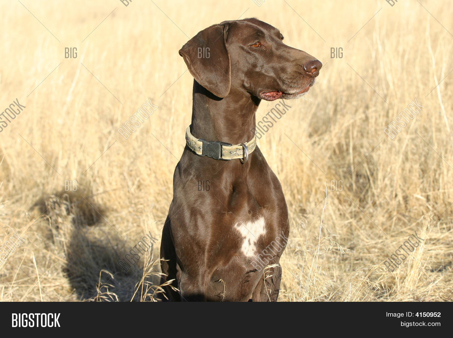 Headshot German Image & Photo (Free Trial) | Bigstock