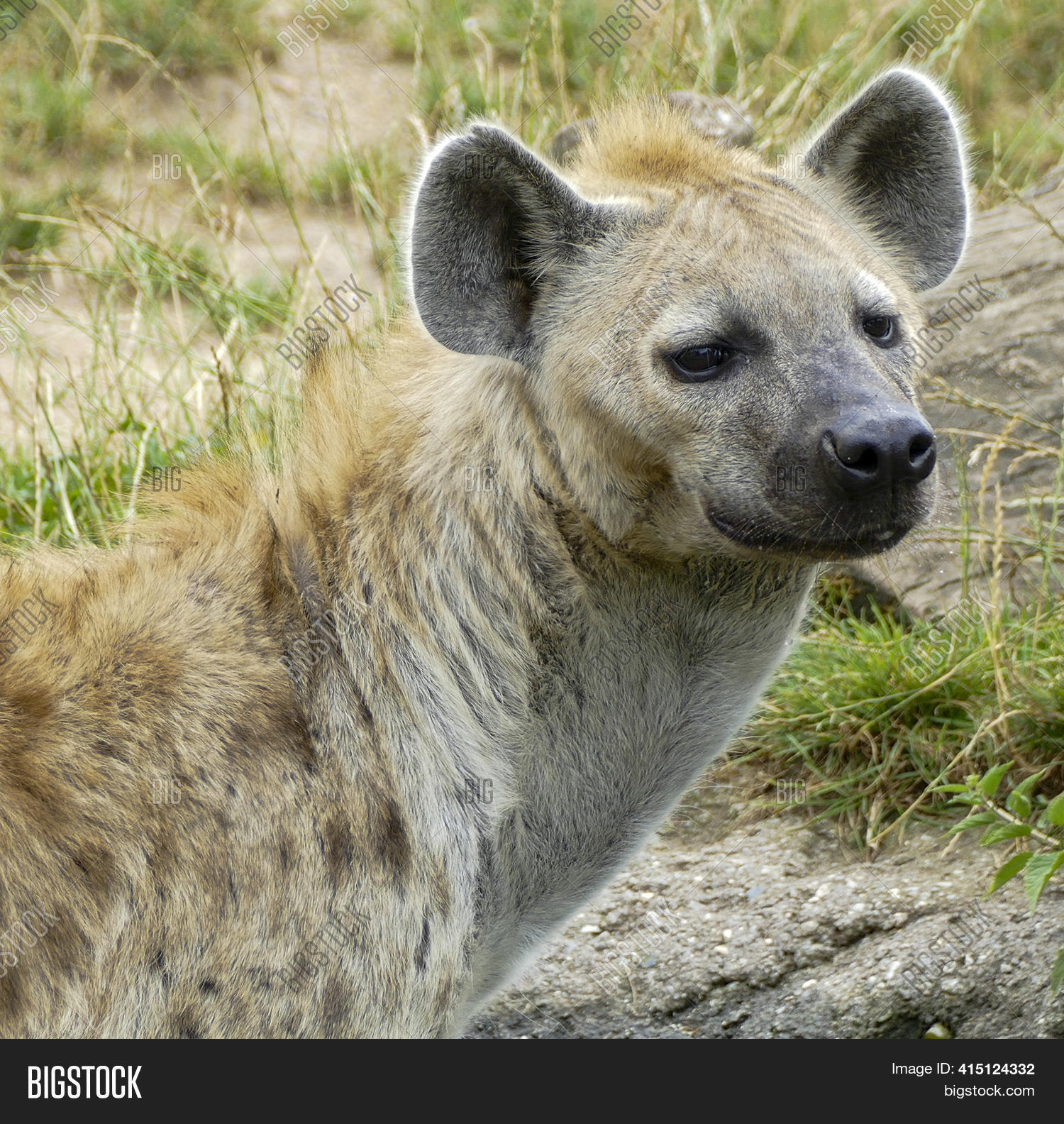 Hyena, Hyaenidae Looks Image & Photo (Free Trial) | Bigstock