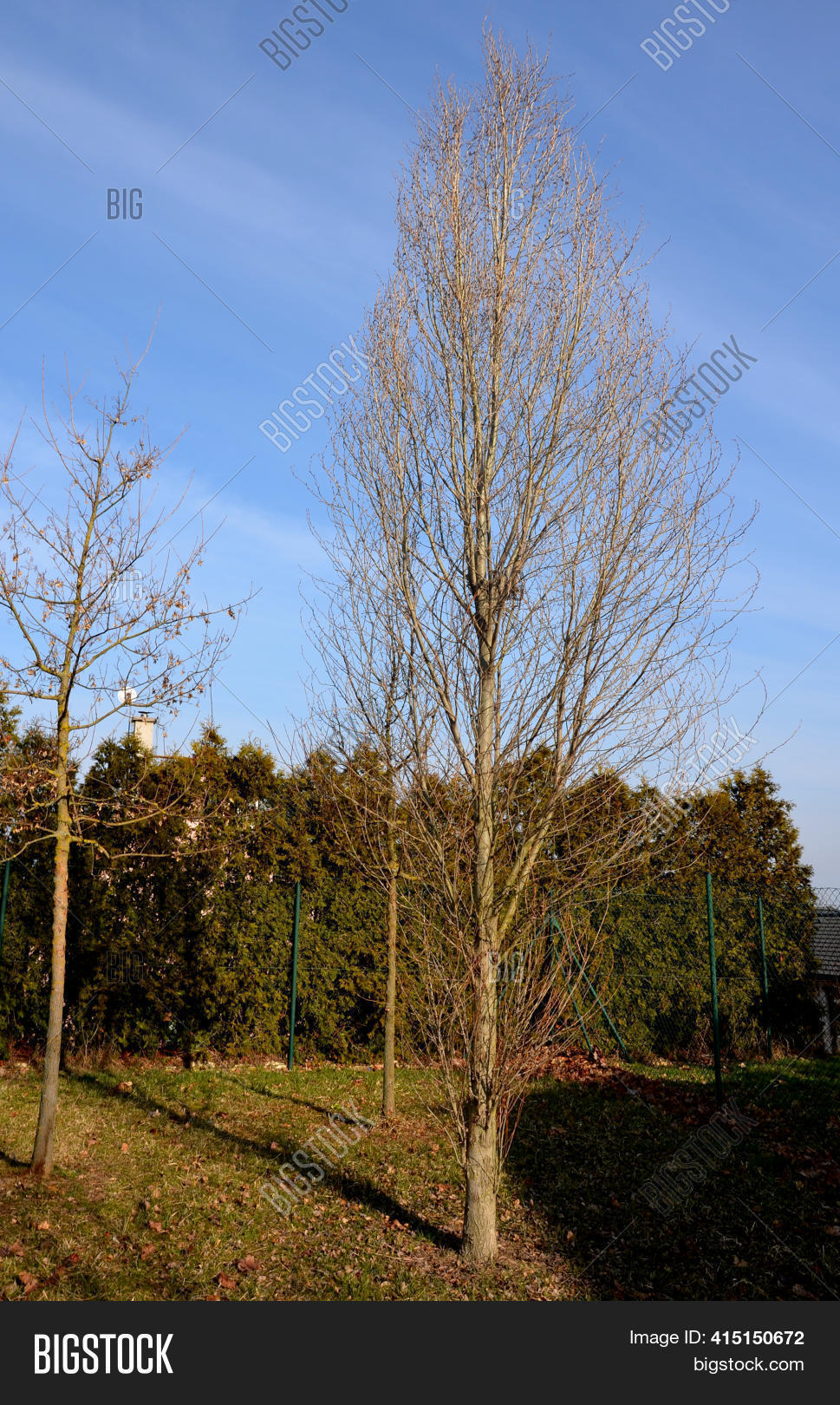 Creates Slender Tree Image & Photo (Free Trial) | Bigstock