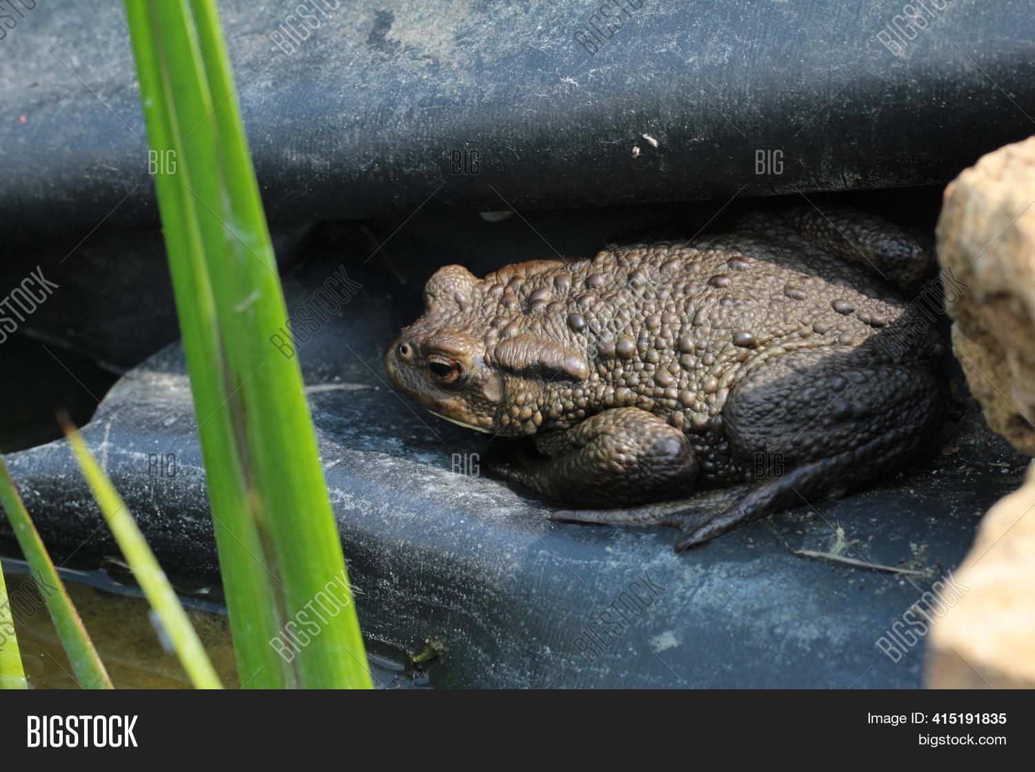 Toad Came Spawning Image & Photo (Free Trial) | Bigstock