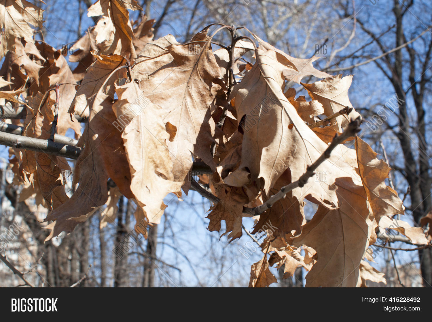 Old Dried Maple Leaves Image & Photo (Free Trial) | Bigstock