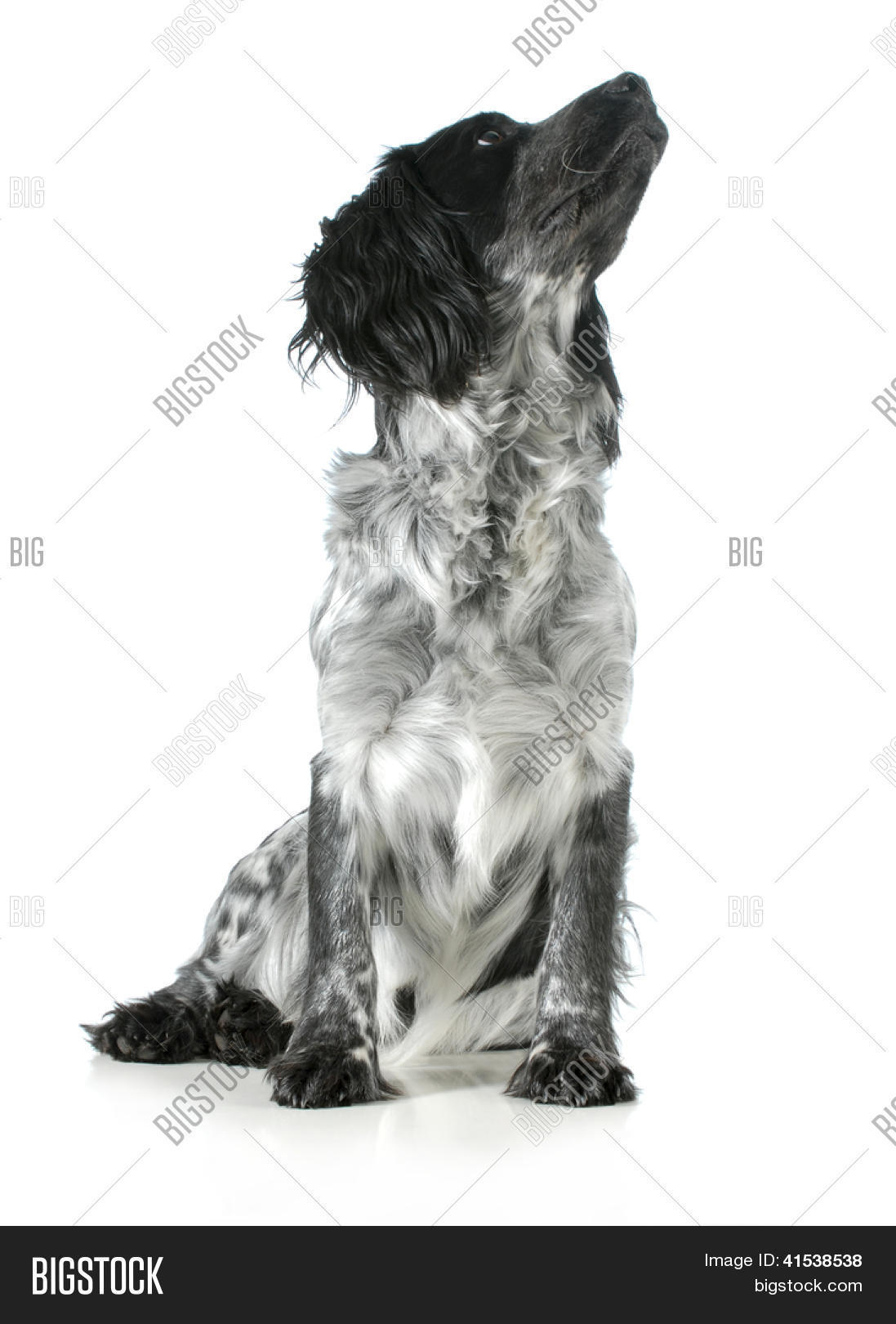 Dog Looking - English Image & Photo (Free Trial) | Bigstock