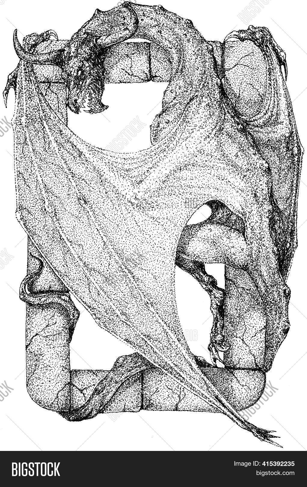 Dragon Wraps Around Image & Photo (Free Trial) | Bigstock