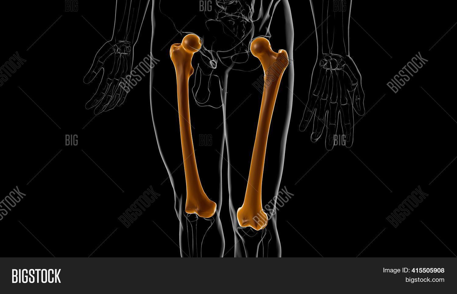 Human Skeleton Anatomy Image & Photo (Free Trial) | Bigstock