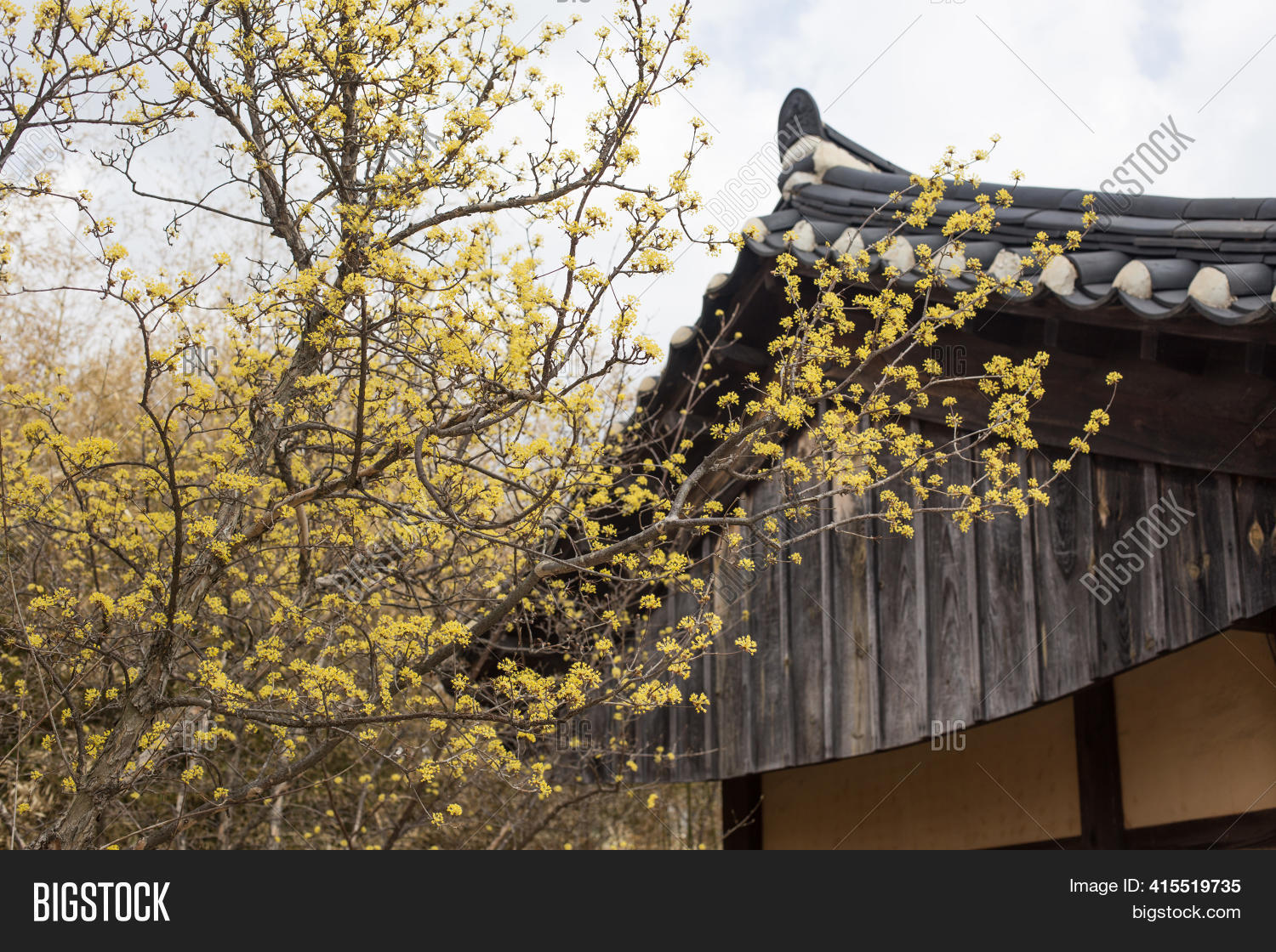 Cornus Fruit Flower Image & Photo (Free Trial) | Bigstock