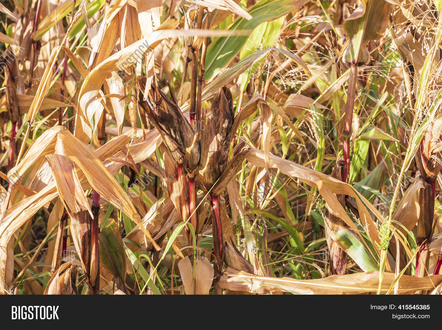 Dry Corn Cobs On Stalk Image & Photo (Free Trial) | Bigstock